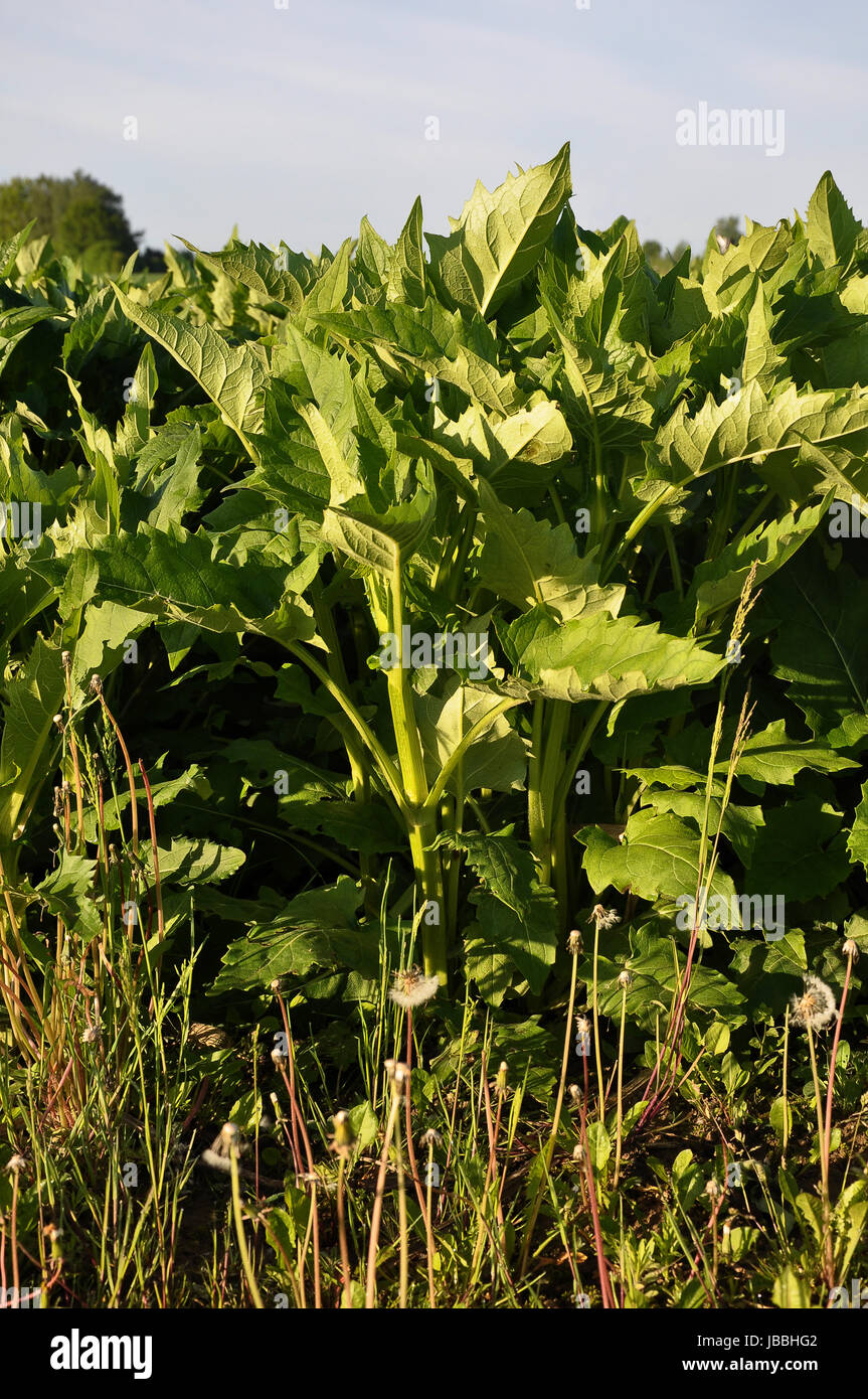 Silphie hi-res stock photography and images - Alamy