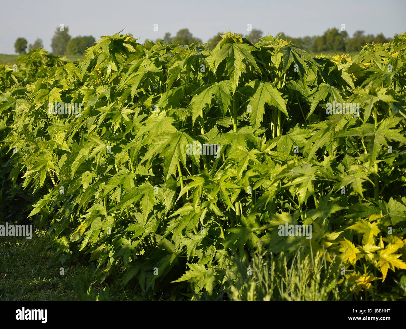 Sida pflanze hi-res stock photography and images - Alamy