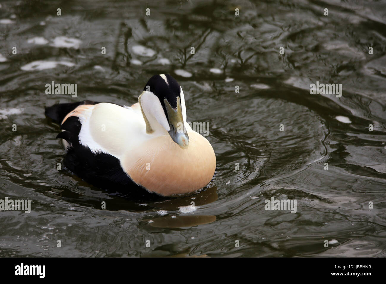Eidergans hi-res stock photography and images - Alamy