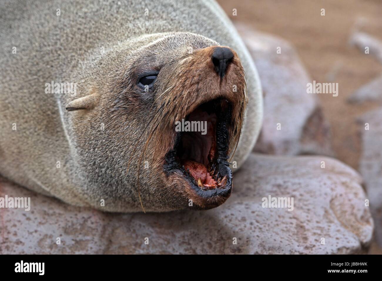 Yelling animal hi-res stock photography and images - Alamy