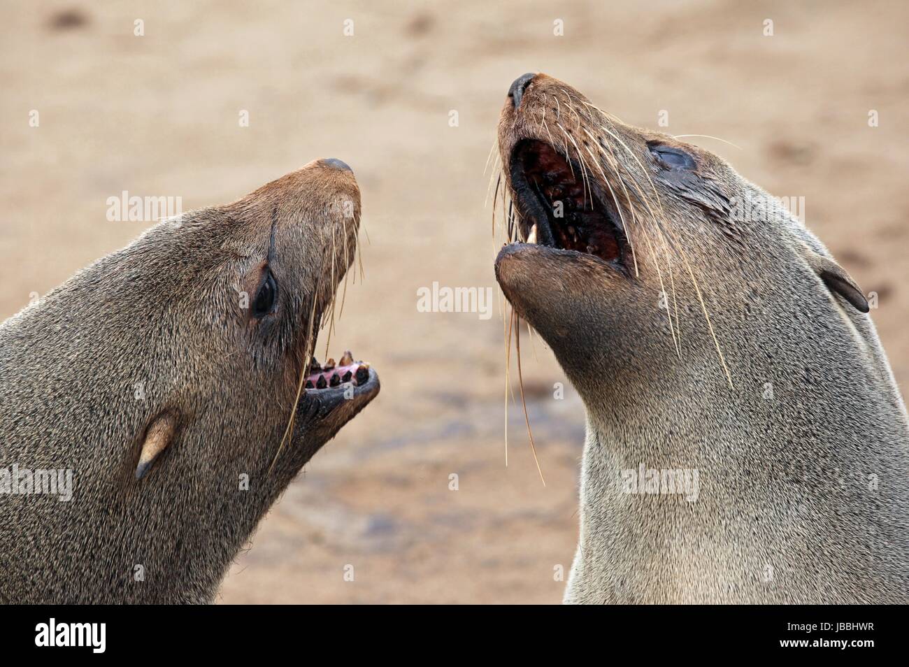 Yelling animal hi-res stock photography and images - Alamy