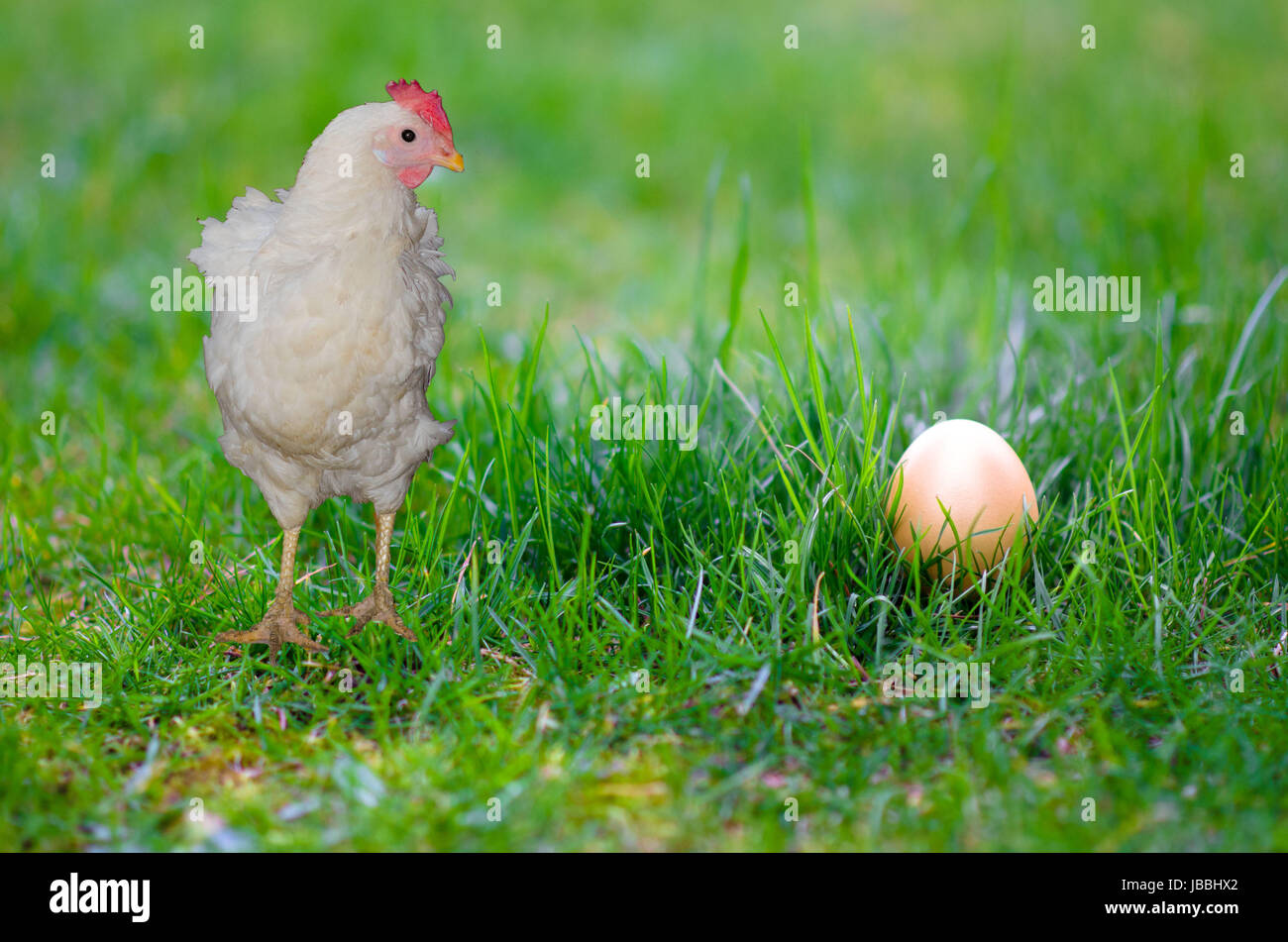 hen with golden easter egg Stock Photo - Alamy
