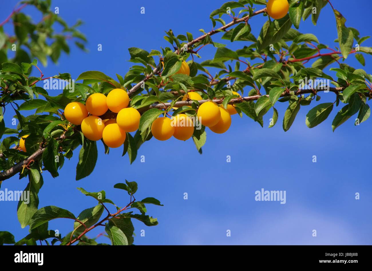 Mirabellen Ernte High Resolution Stock Photography and Images - Alamy