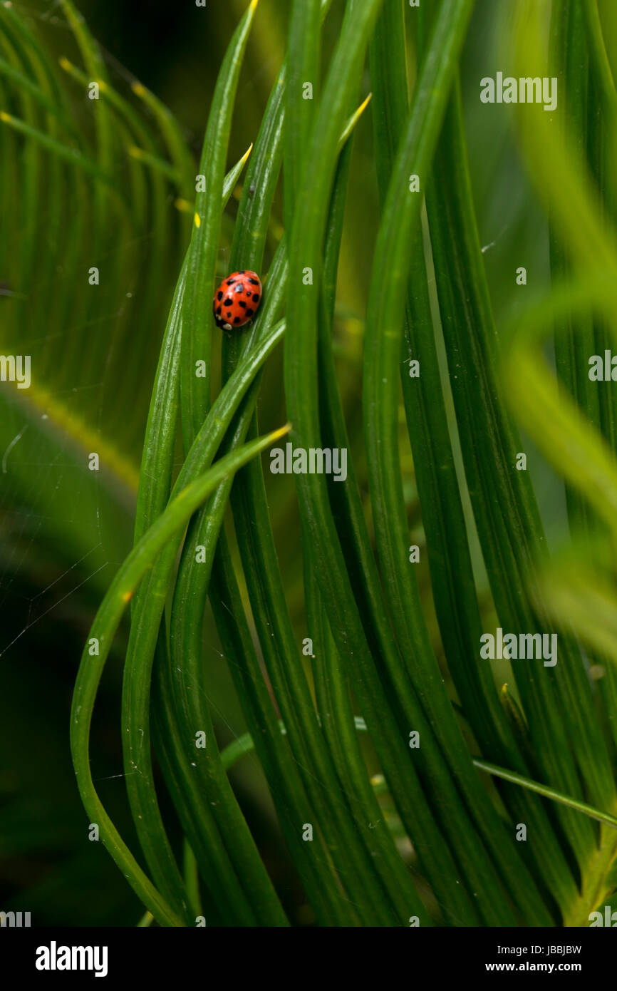 Brown ladybug in a plant leaves Stock Photo - Alamy