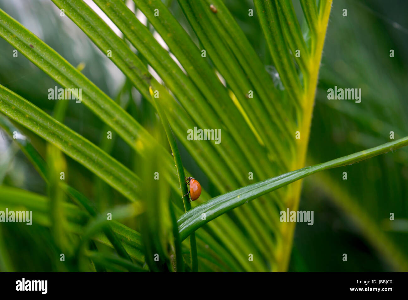 Brown ladybug in a plant leaves Stock Photo - Alamy