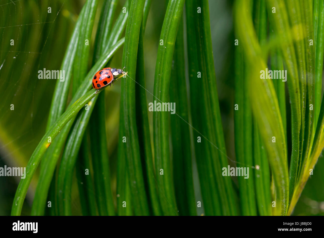 Brown ladybug in a plant leaves Stock Photo - Alamy