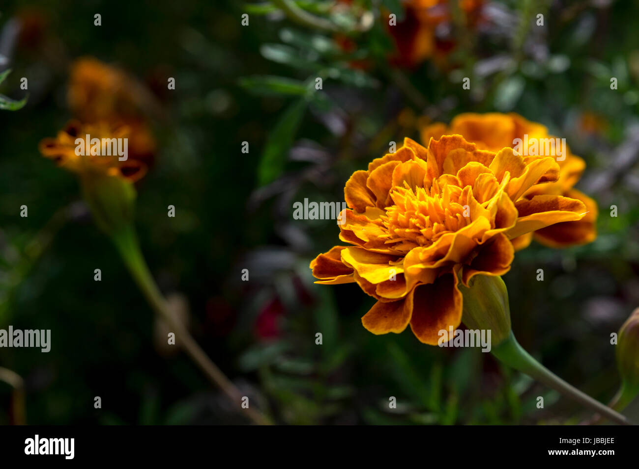 Wild marigold hi-res stock photography and images - Alamy