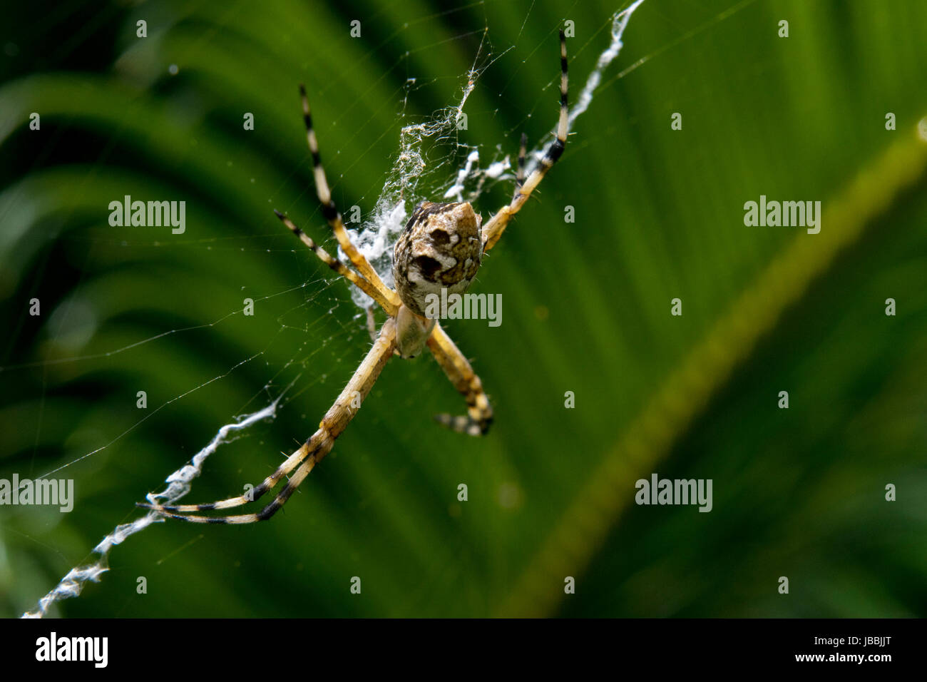 Spider waiting for prey in its own net Stock Photo - Alamy