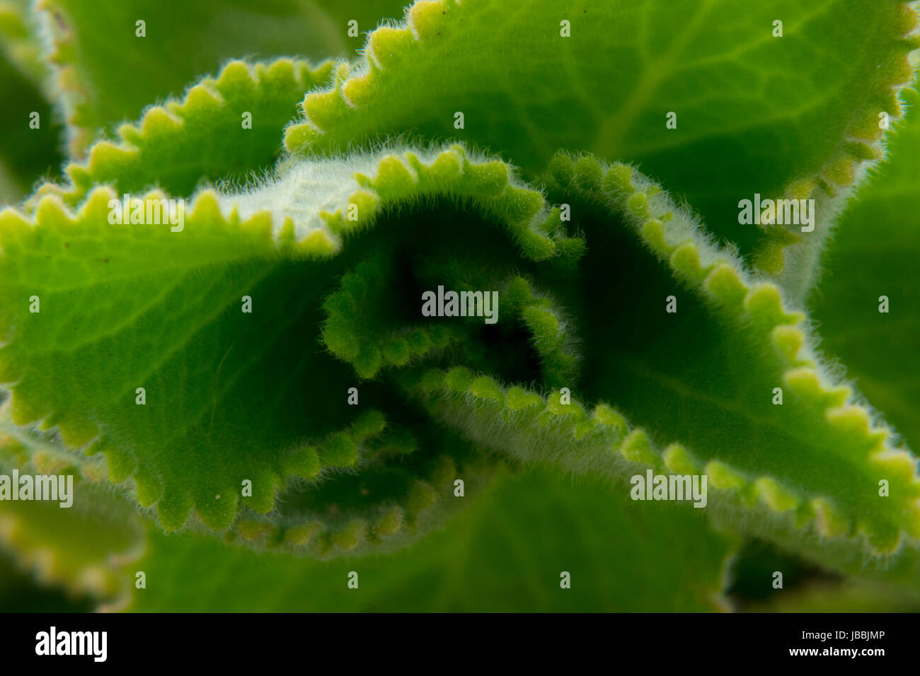 Aloe vera plant close-up Stock Photo - Alamy