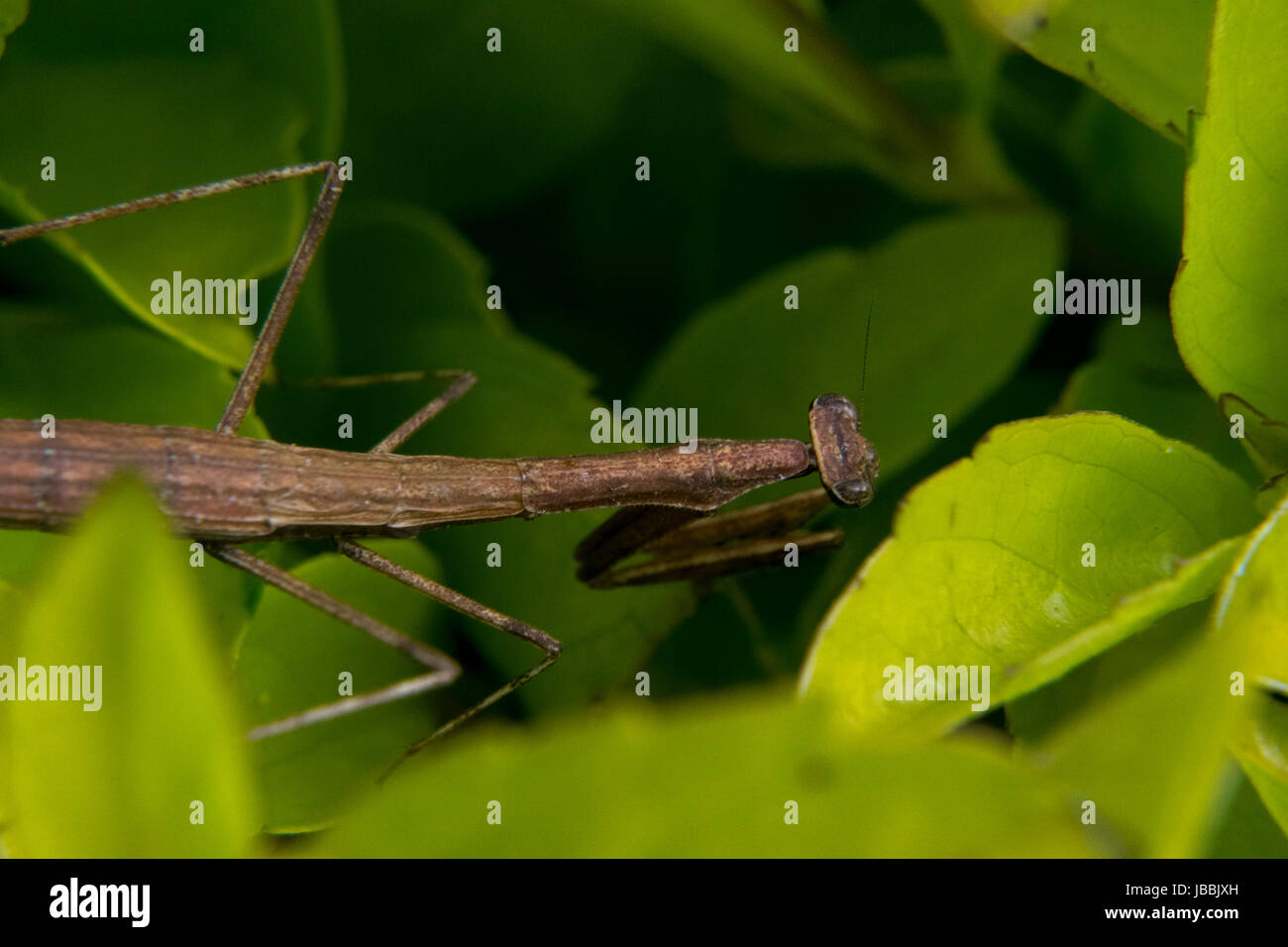 Animal Camouflage Praying Mantis Stock Photos & Animal Camouflage ...