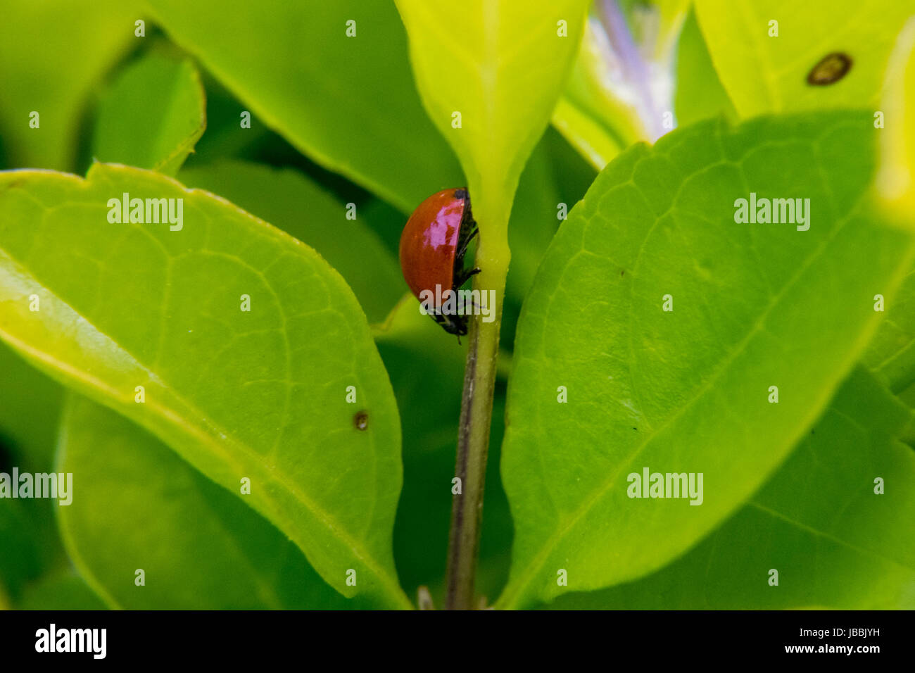 Brown ladybug in a plant leaves Stock Photo - Alamy
