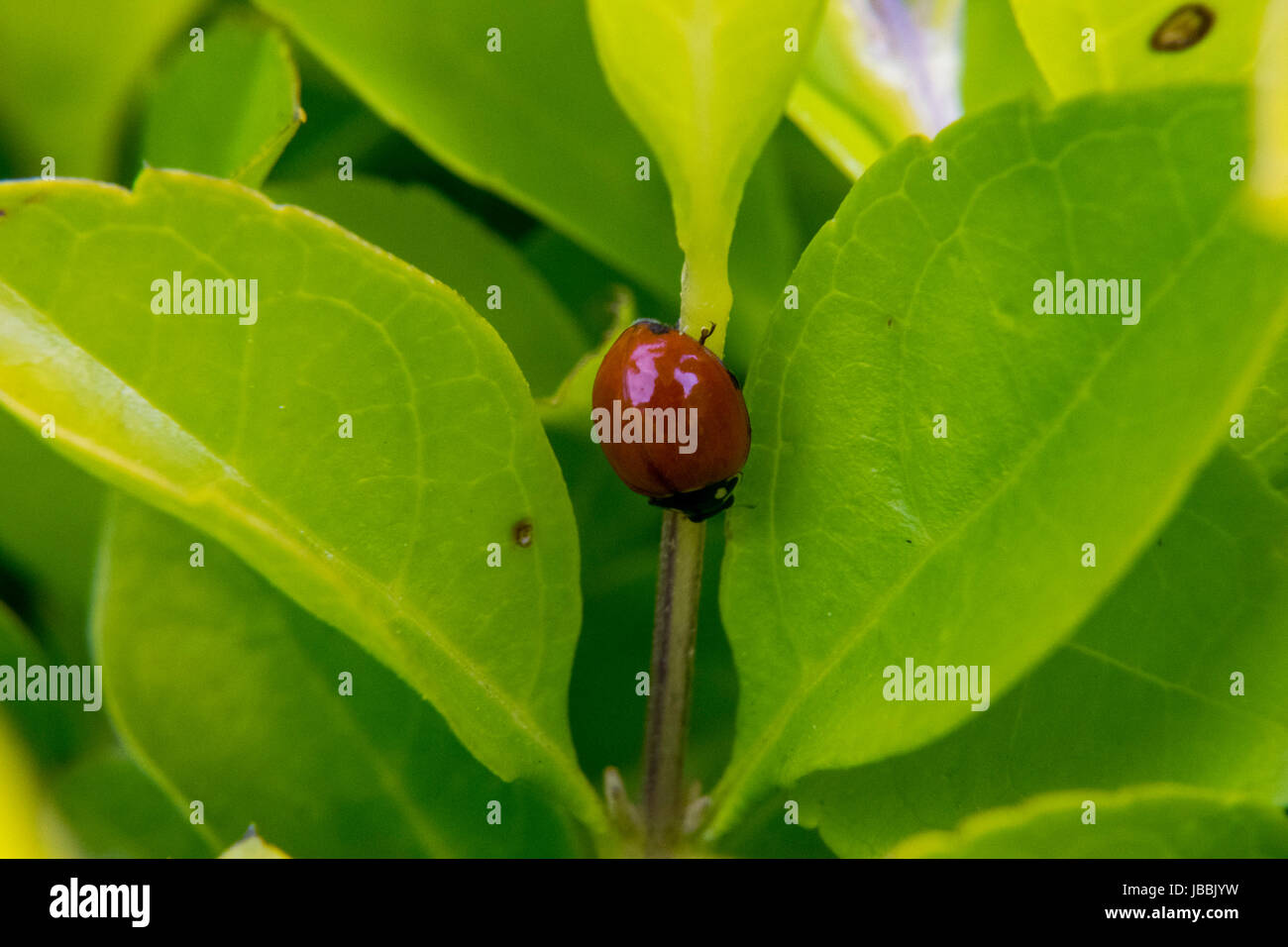 Brown ladybug in a plant leaves Stock Photo - Alamy