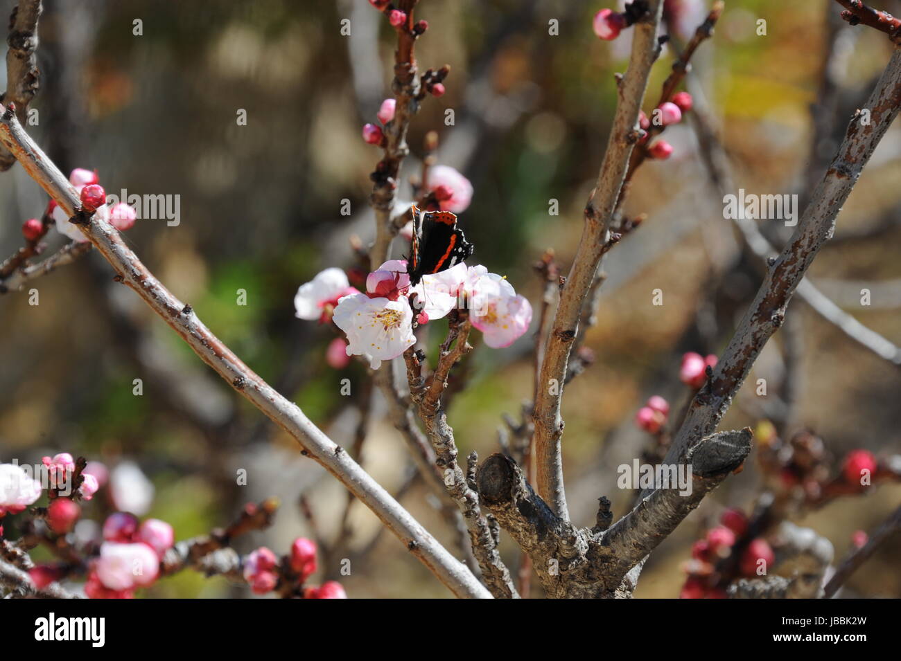 a butterfly on a flower apricot - spain Stock Photo - Alamy