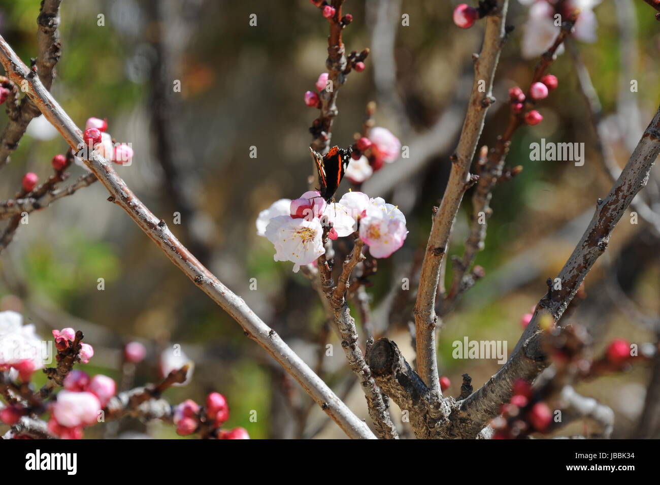 a butterfly on a flower apricot - spain Stock Photo - Alamy