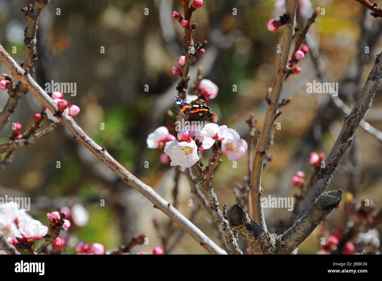 a butterfly on a flower apricot - spain Stock Photo - Alamy
