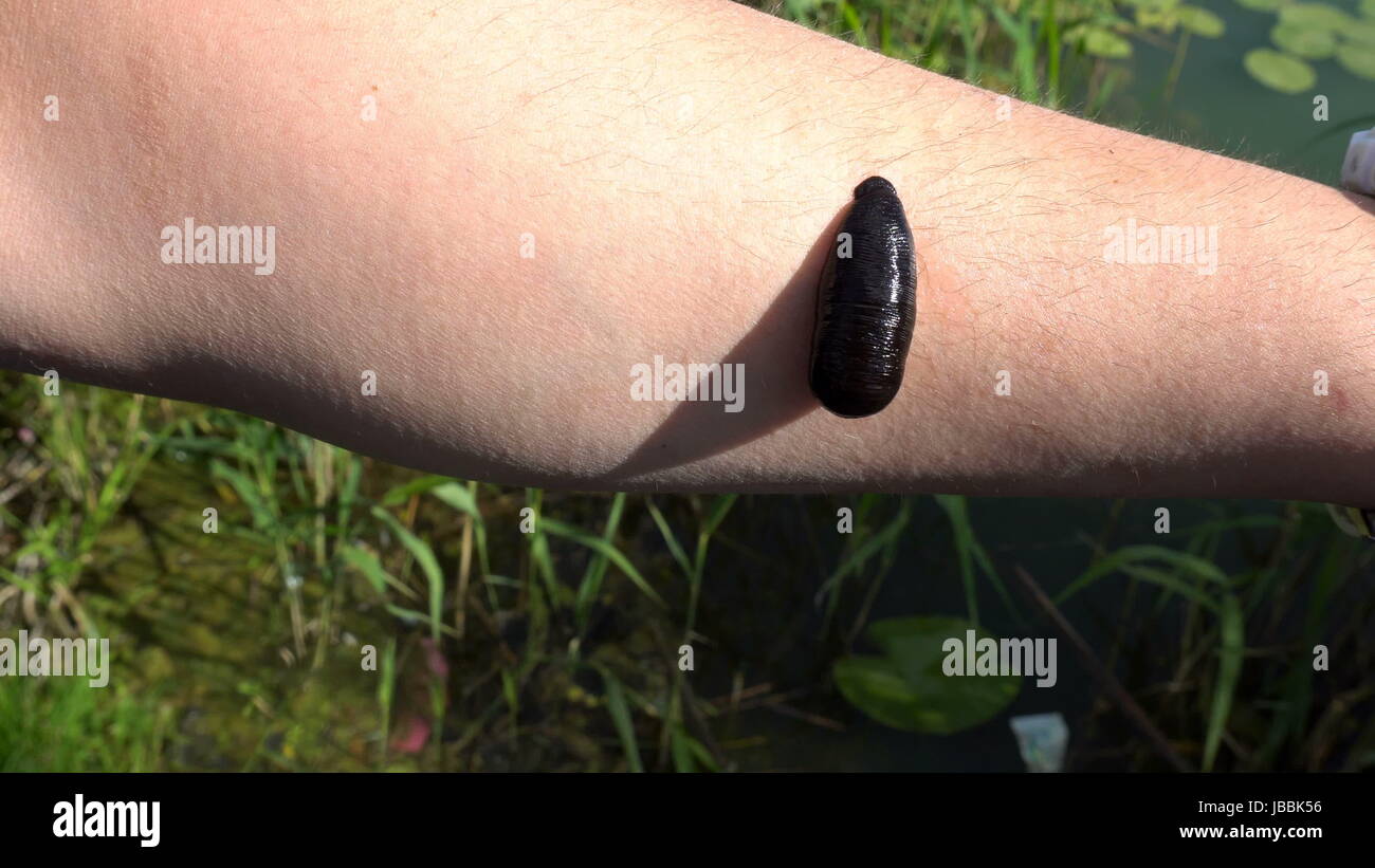 Indian leech hi-res stock photography and images - Alamy