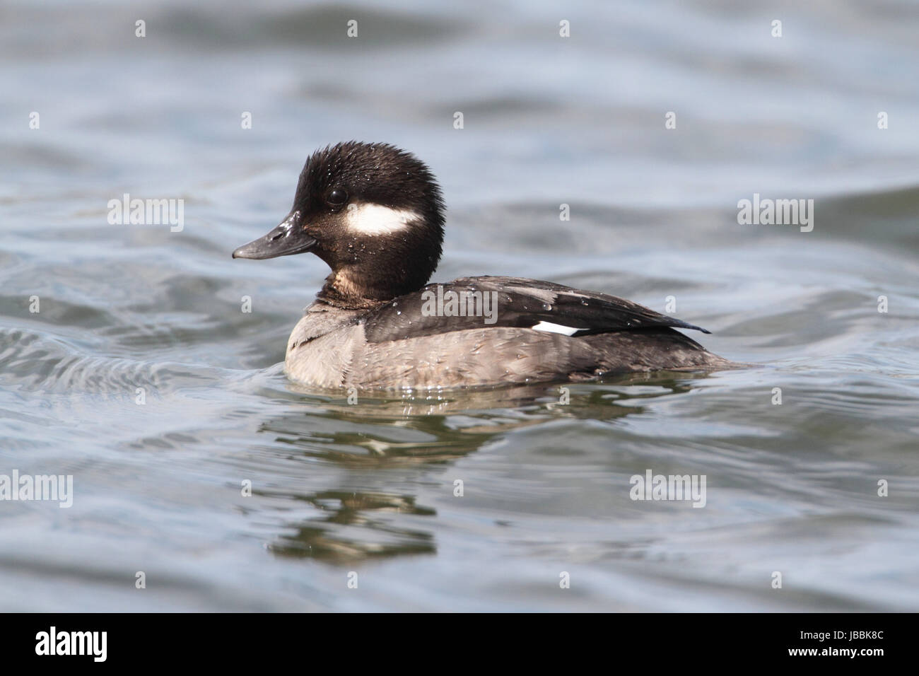 Female Bufflehead (Bucephala albeola) swimming in the Atlantic Ocean ...