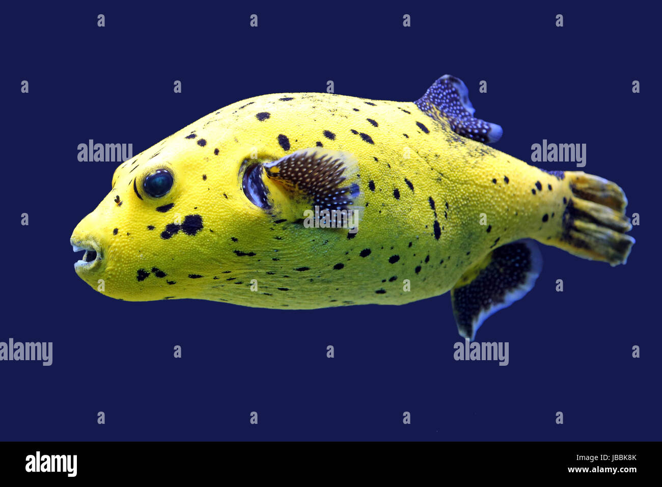 Spotted fins hi-res stock photography and images - Alamy