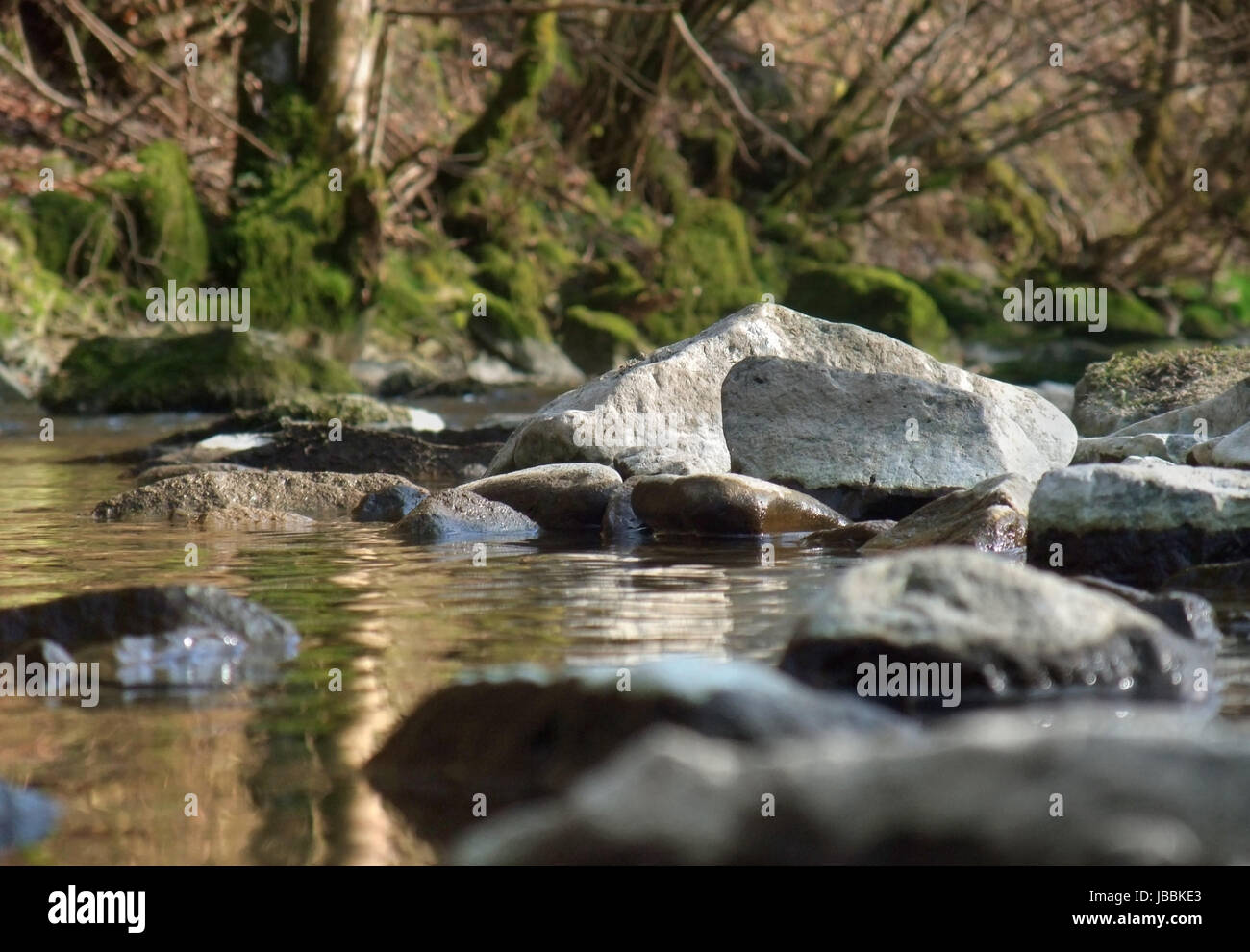 idyllic low angle scenery on a small river and forest in Southern ...