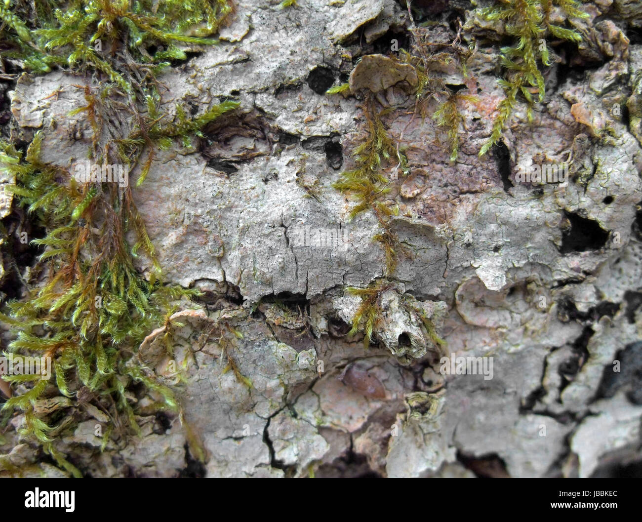 Ruckgang hi-res stock photography and images - Alamy