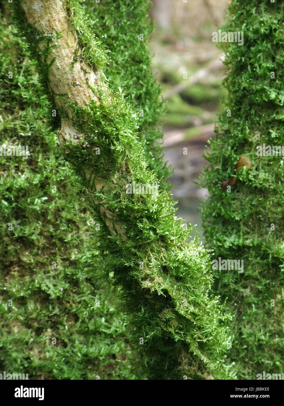 detail of some moss overgrown branches in forest ambiance Stock Photo ...