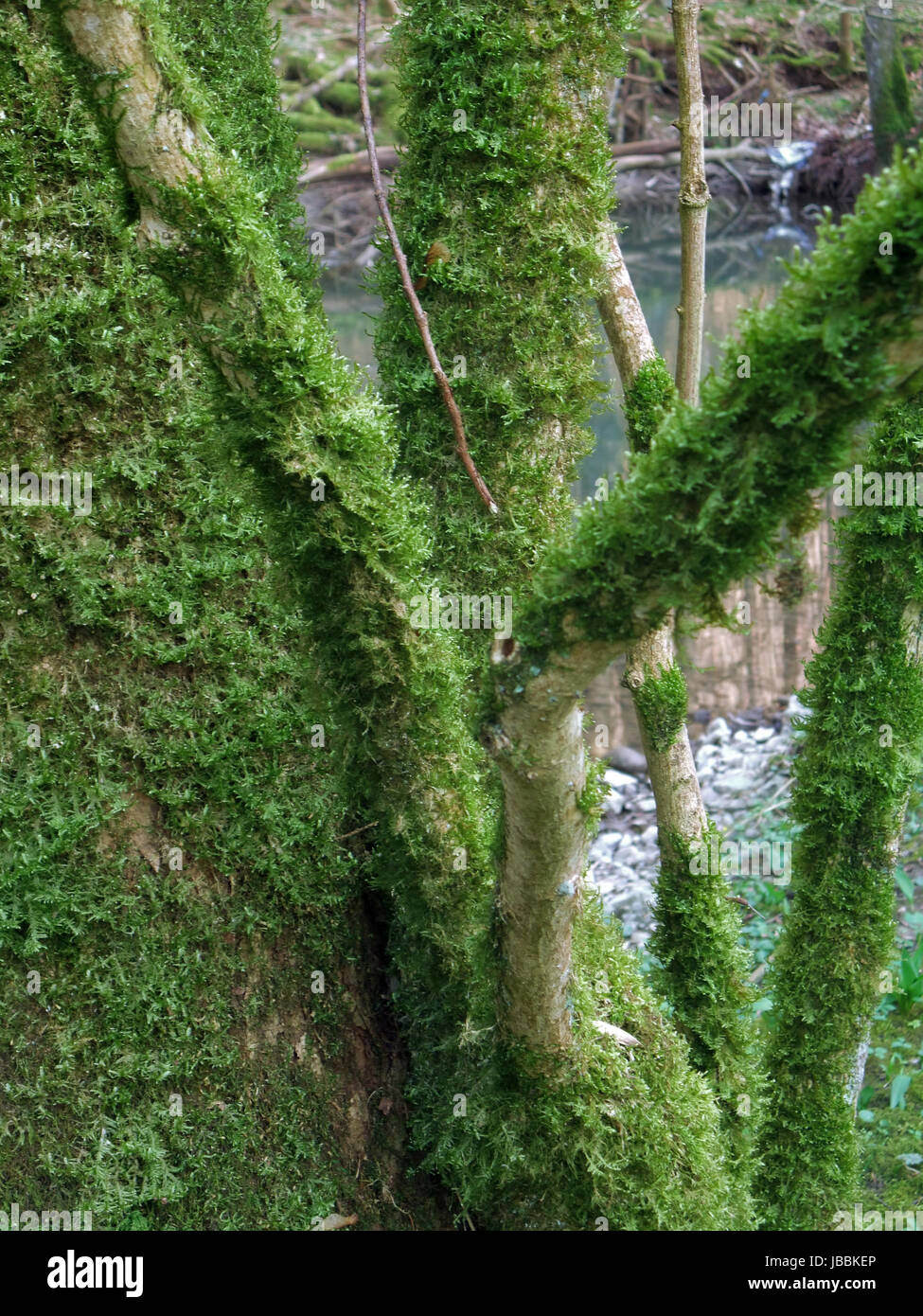 detail of some moss overgrown branches in forest ambiance Stock Photo ...