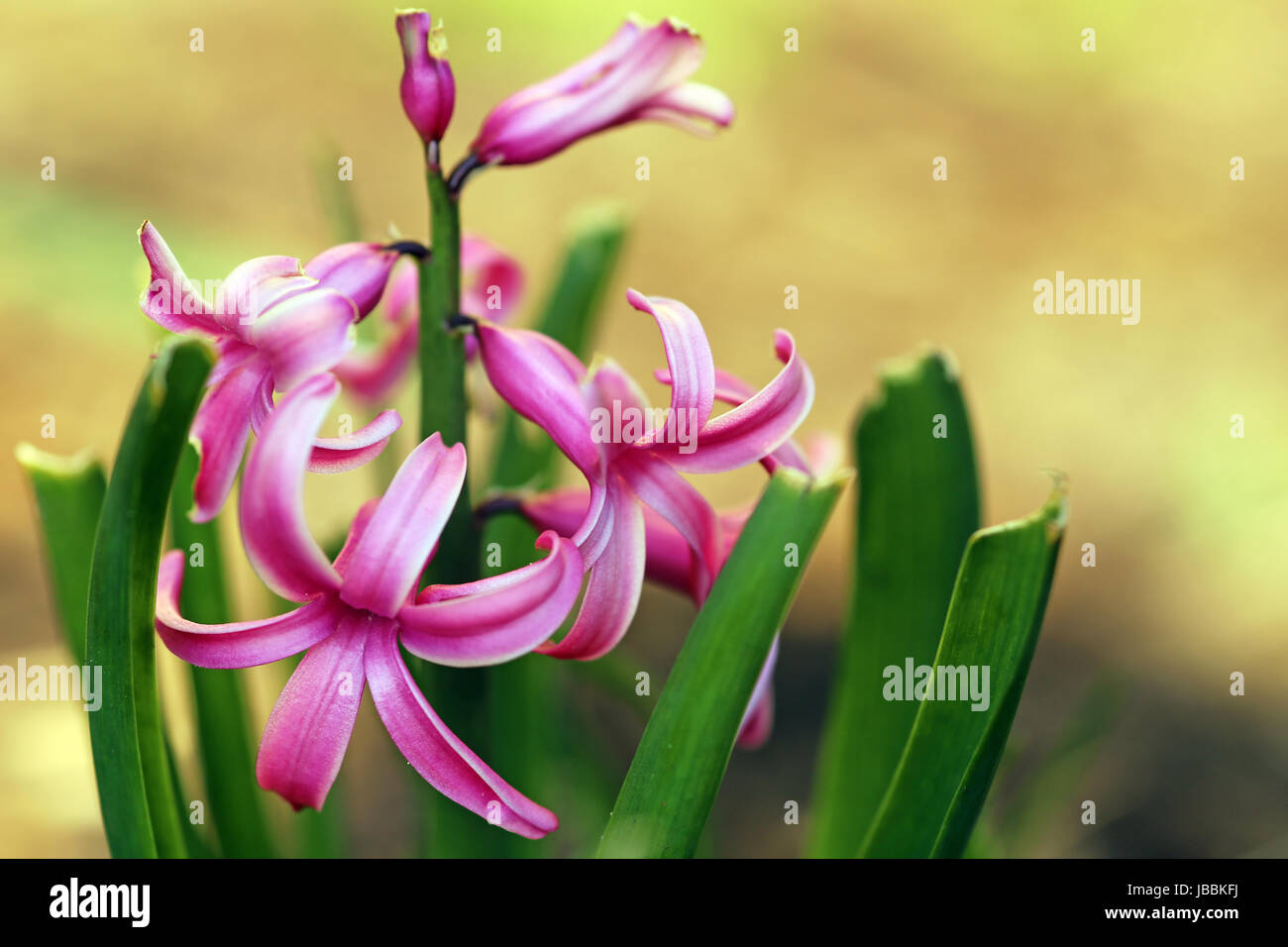 hyacinth in pink Stock Photo - Alamy