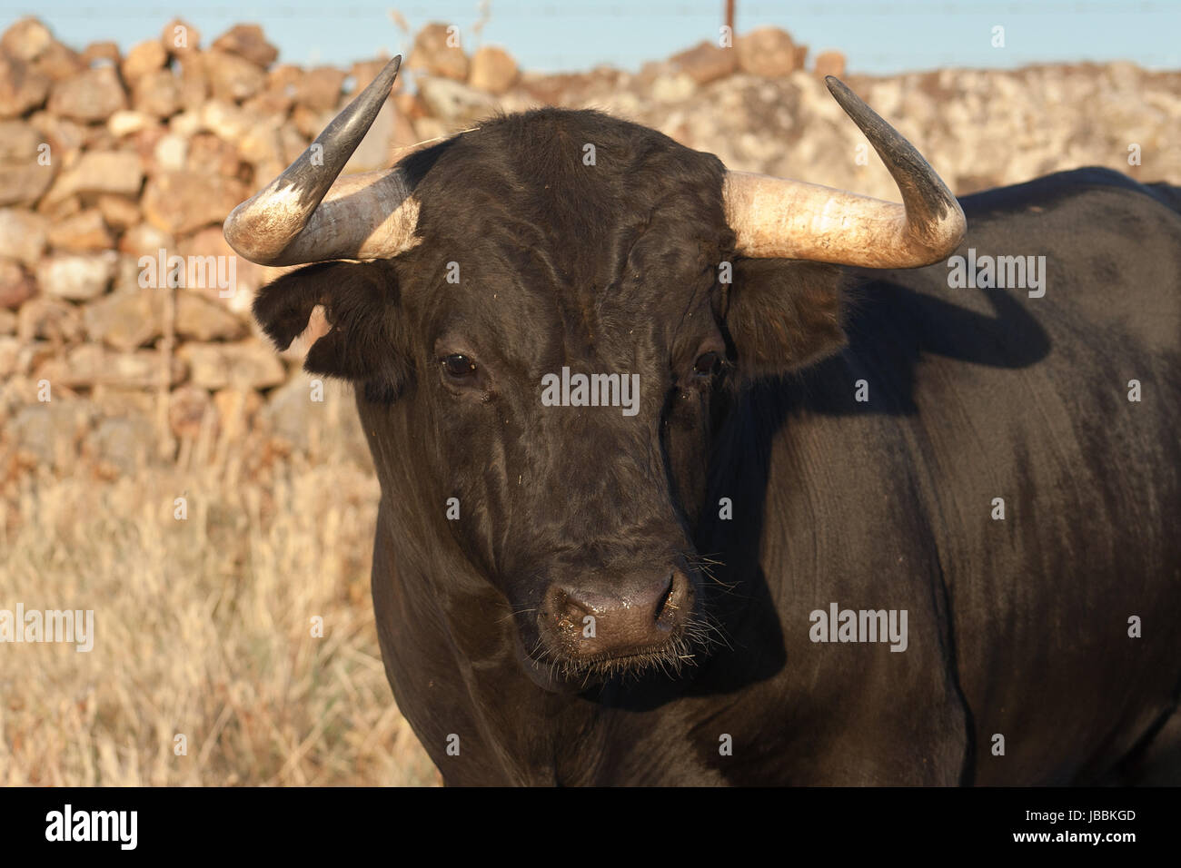 Specimen of Spanish free range Fighting Bull breed free-range on ...