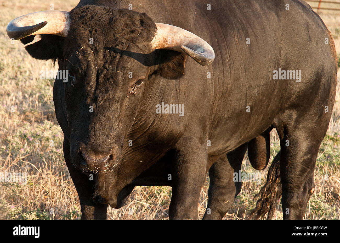 Specimen of Spanish free range Fighting Bull breed free-range on ...