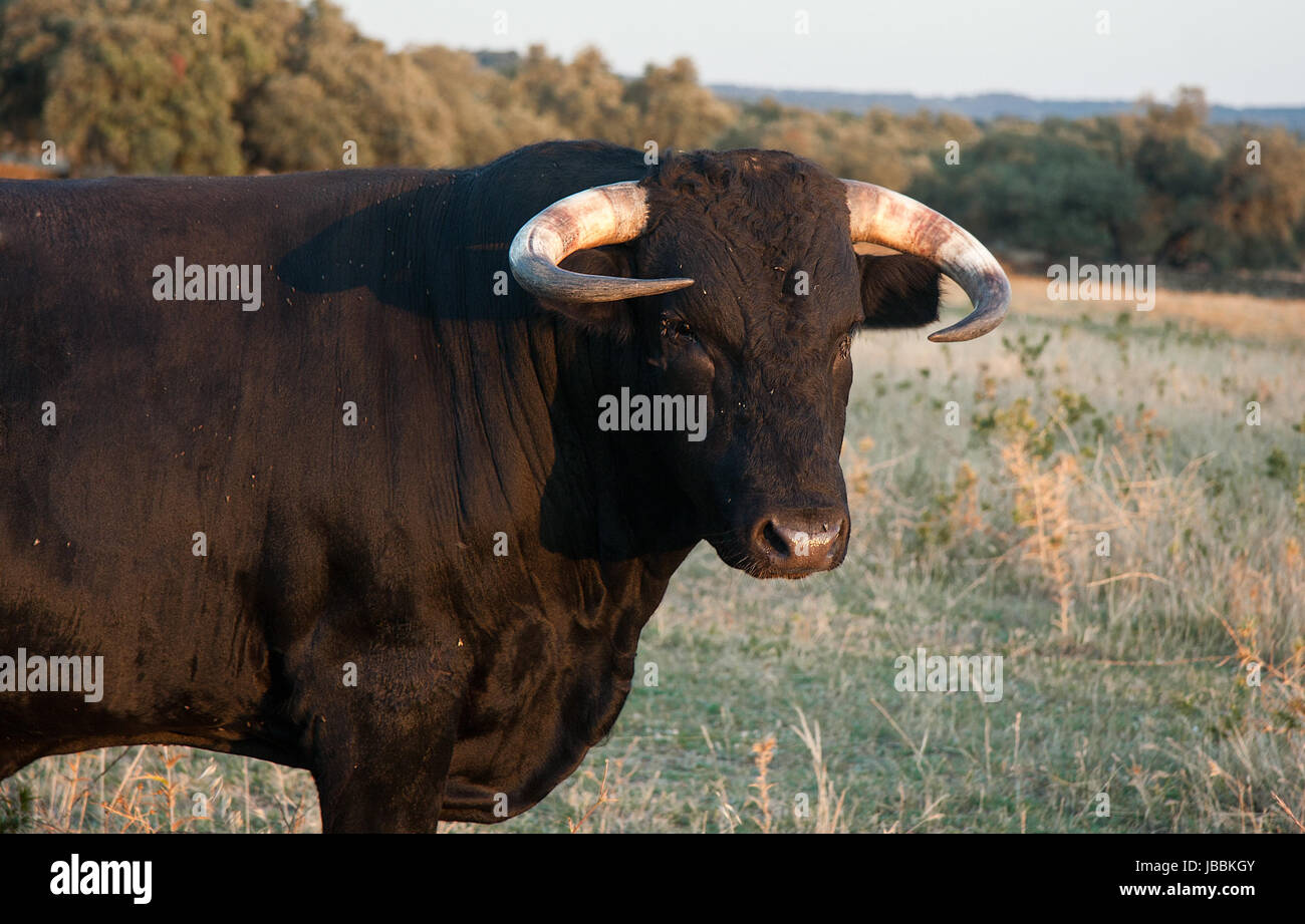 Specimen of Spanish free range Fighting Bull breed free-range on ...