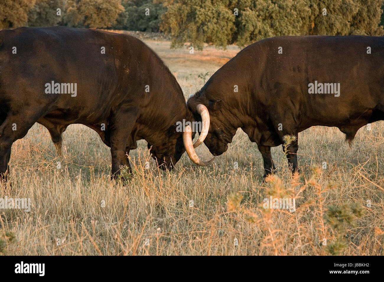 Specimen of Spanish free range Fighting Bull breed free-range on ...