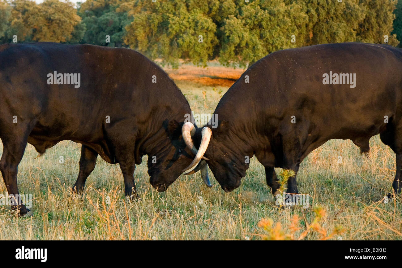 Specimen of Spanish free range Fighting Bull breed free-range on ...