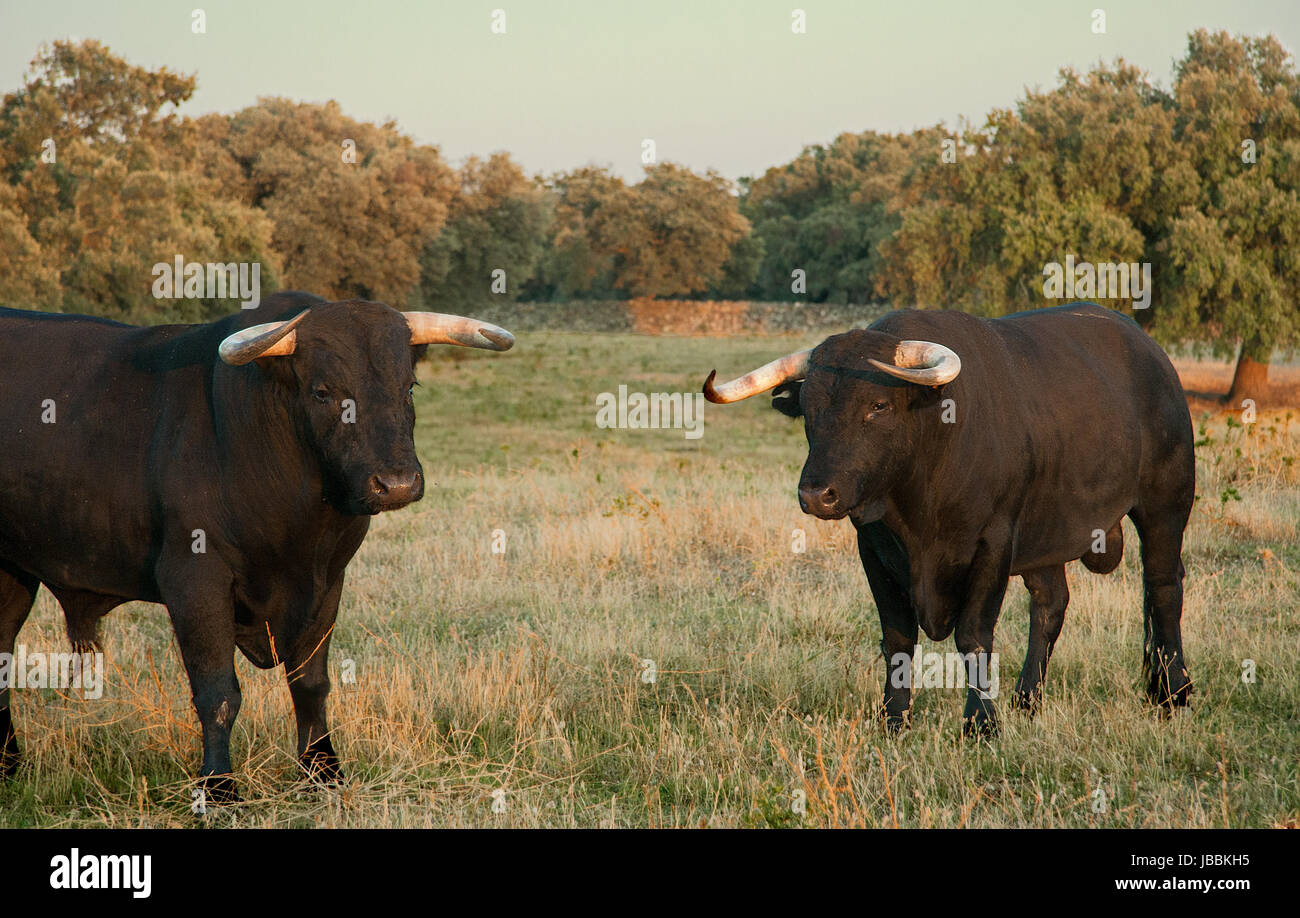 Specimen of Spanish free range Fighting Bull breed free-range on ...