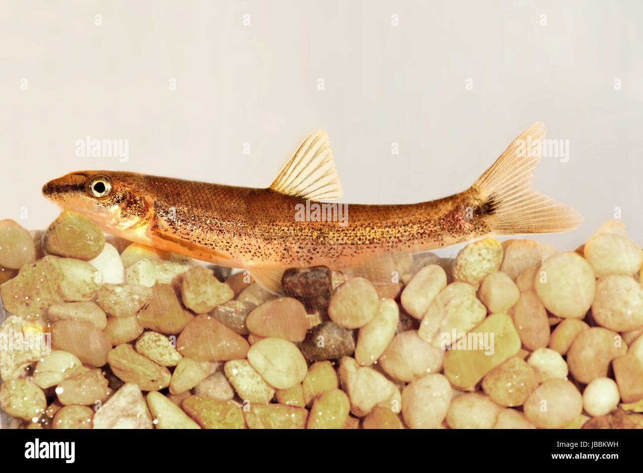Longnose dace hi-res stock photography and images - Alamy