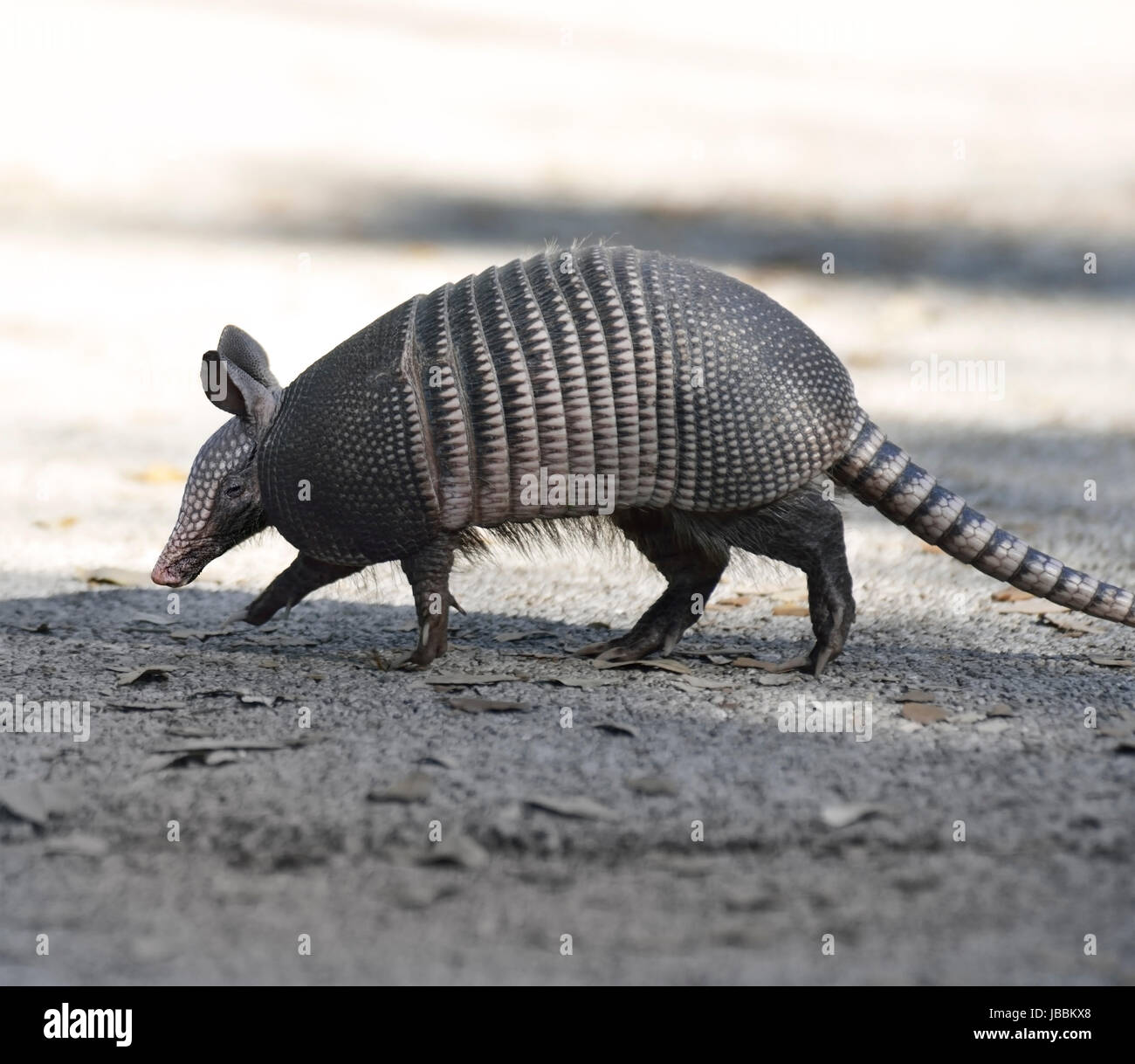 Armadillo Crossing The Road In Florida Stock Photo - Alamy