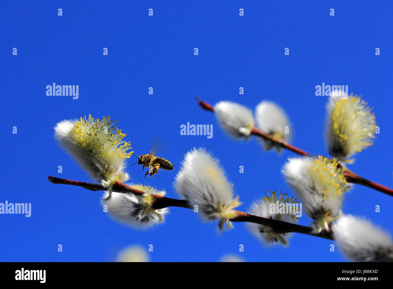 a busy bee in spring Stock Photo - Alamy