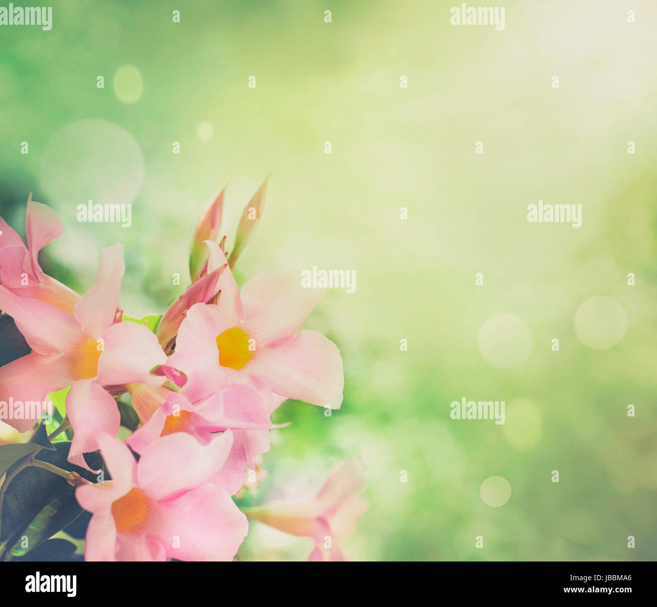 Flower background. Spring flowers border design. Spring blossom Stock ...