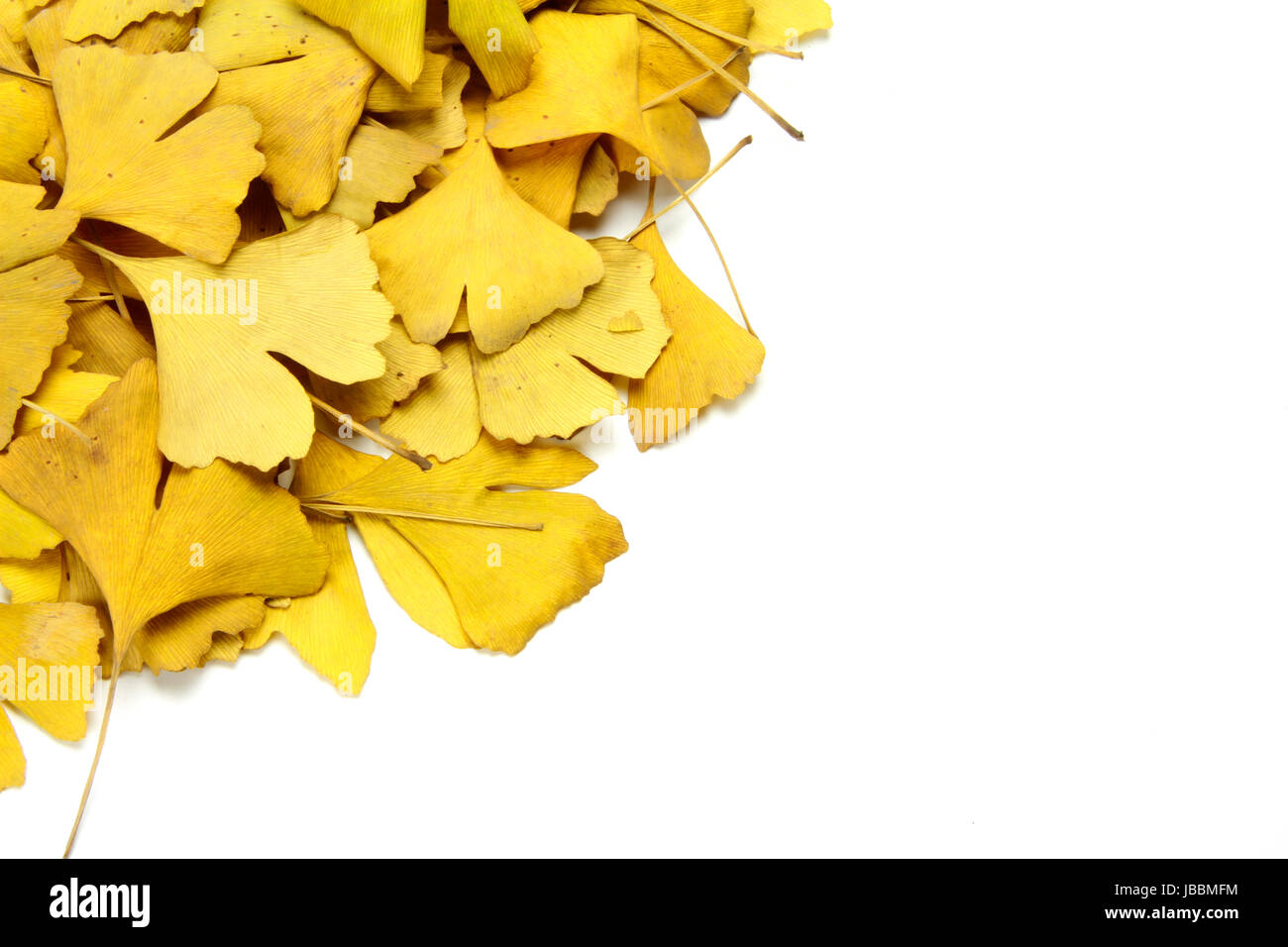 many dried ginkgo leaves isolated on the white background Stock Photo ...