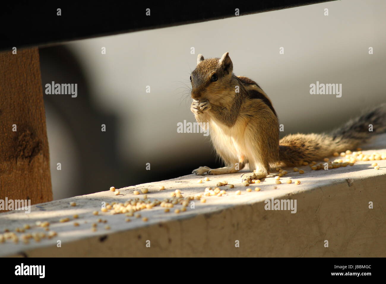 Hungry day hi-res stock photography and images - Alamy