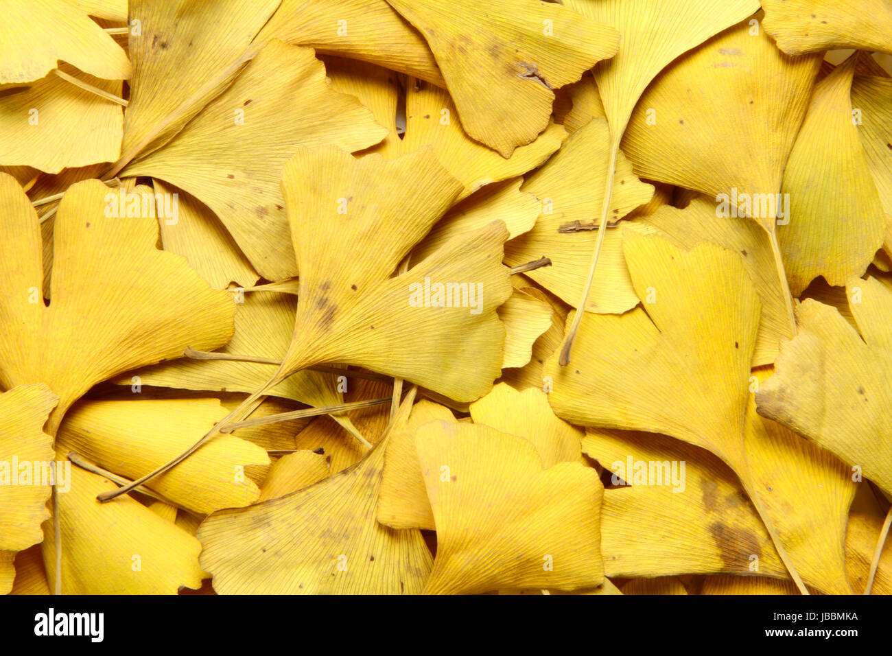 many dried ginkgo leaves isolated on the white background Stock Photo ...
