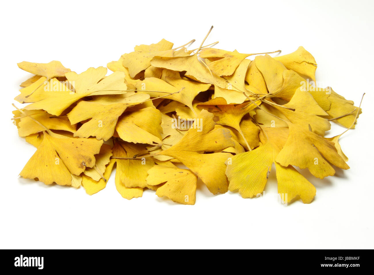 many dried ginkgo leaves isolated on the white background Stock Photo ...