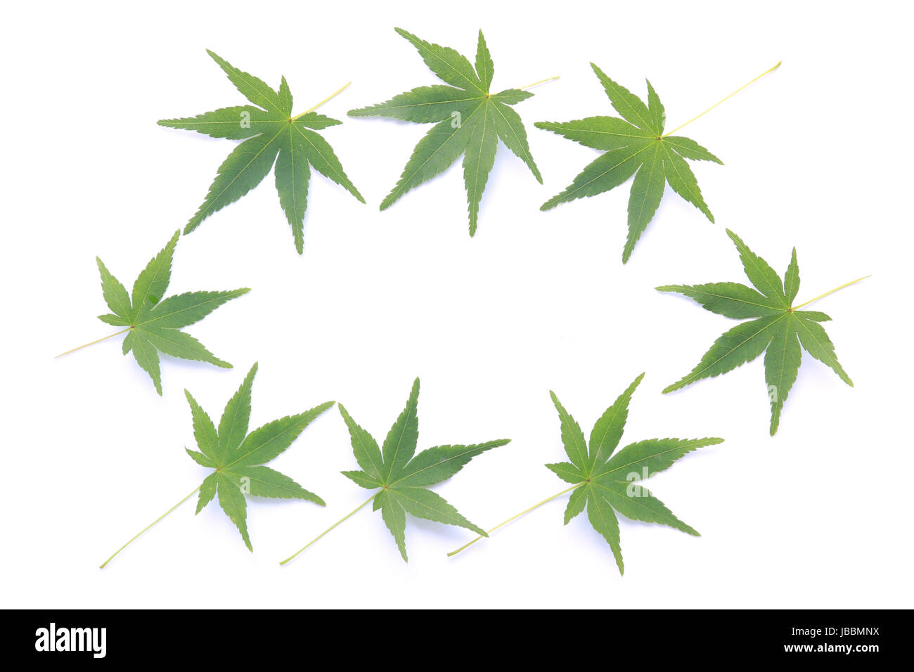 Japanese fresh green maple leaf isolated Stock Photo - Alamy