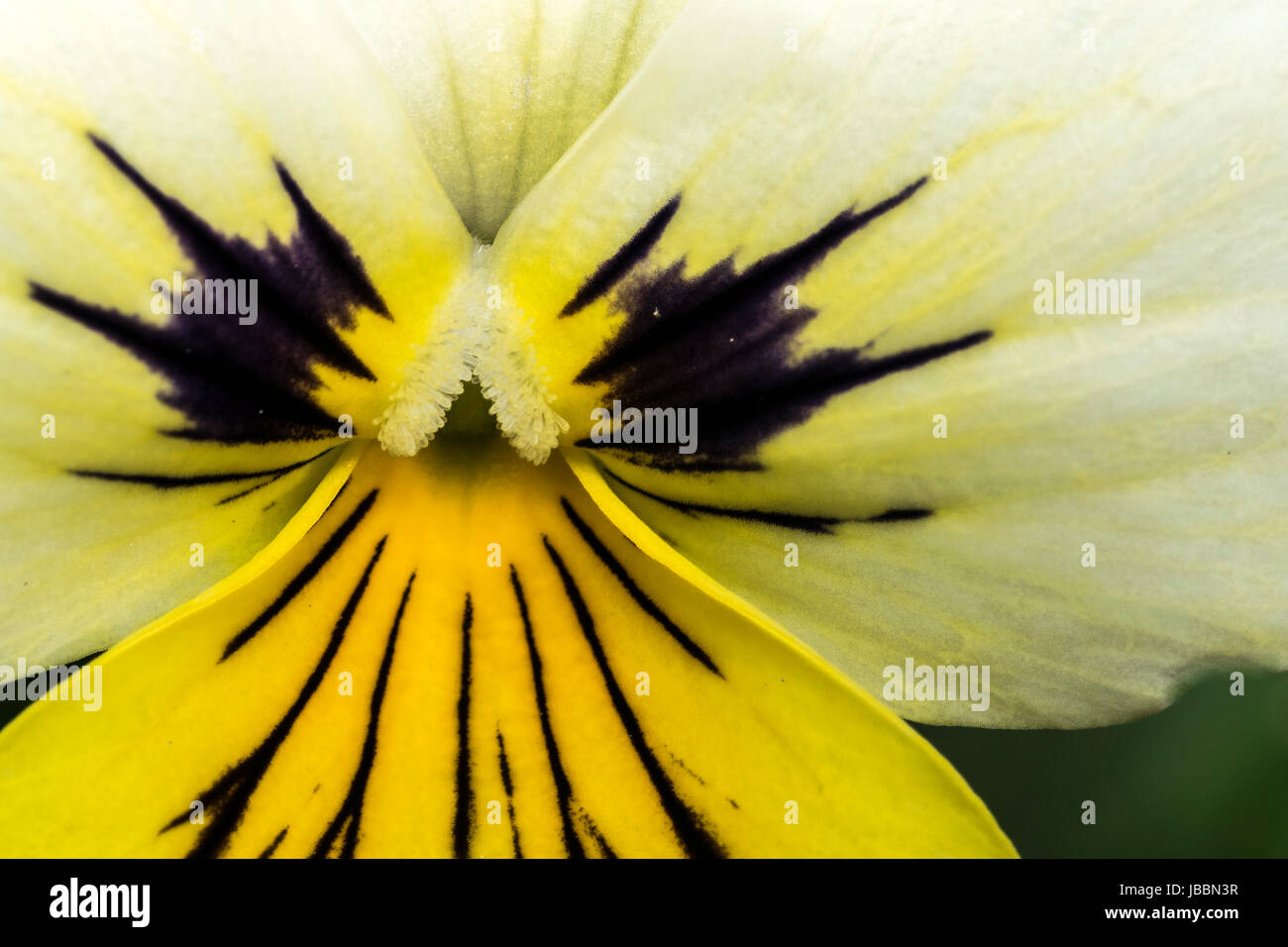 Cute pansy flower and stamen macro Stock Photo - Alamy