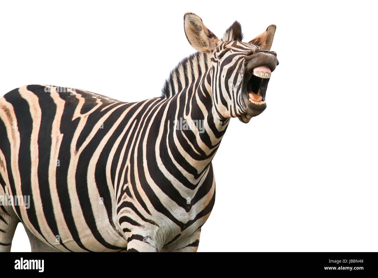 Zebra with a funny expression so that he looks like he is talking of ...