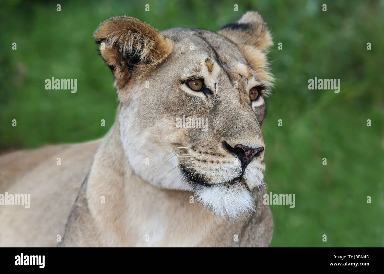 Portrait of a very beautiful lioness with spotty nose Stock Photo - Alamy