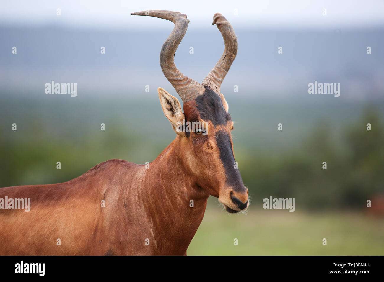 A big male Red Hartebeest antelope crossing the African savannah Stock ...