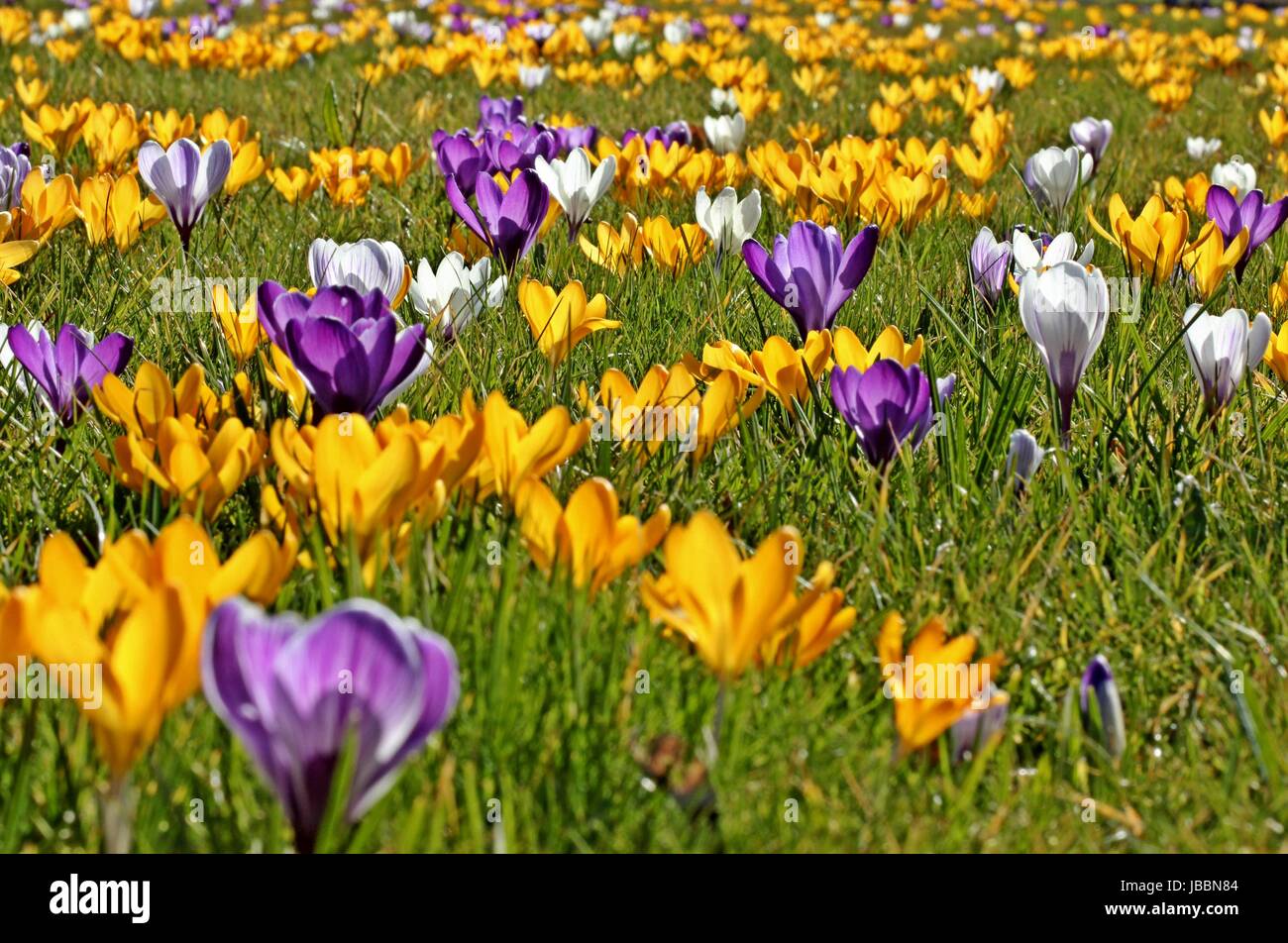 crocus meadow in spring Stock Photo - Alamy