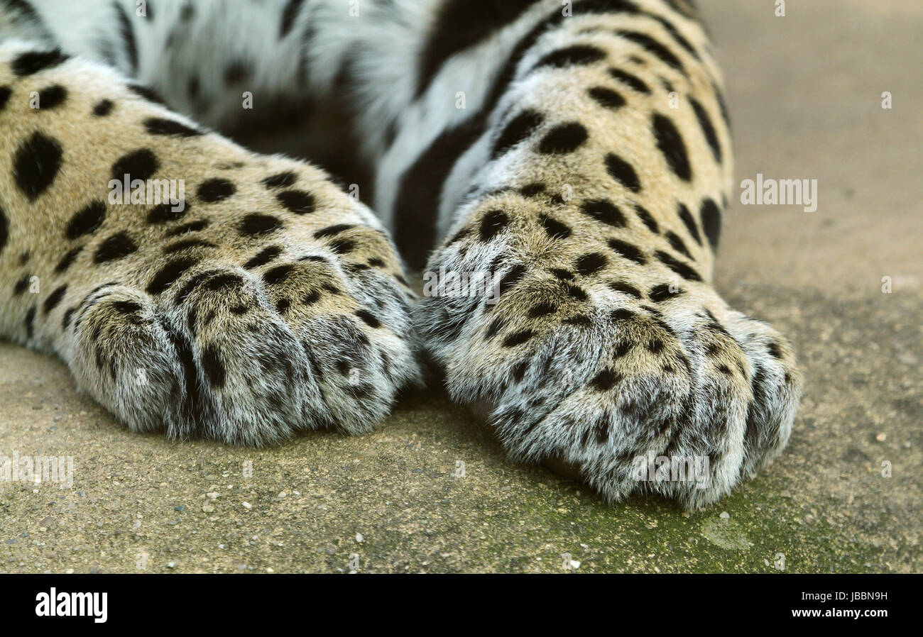 Paws and claws hi-res stock photography and images - Alamy