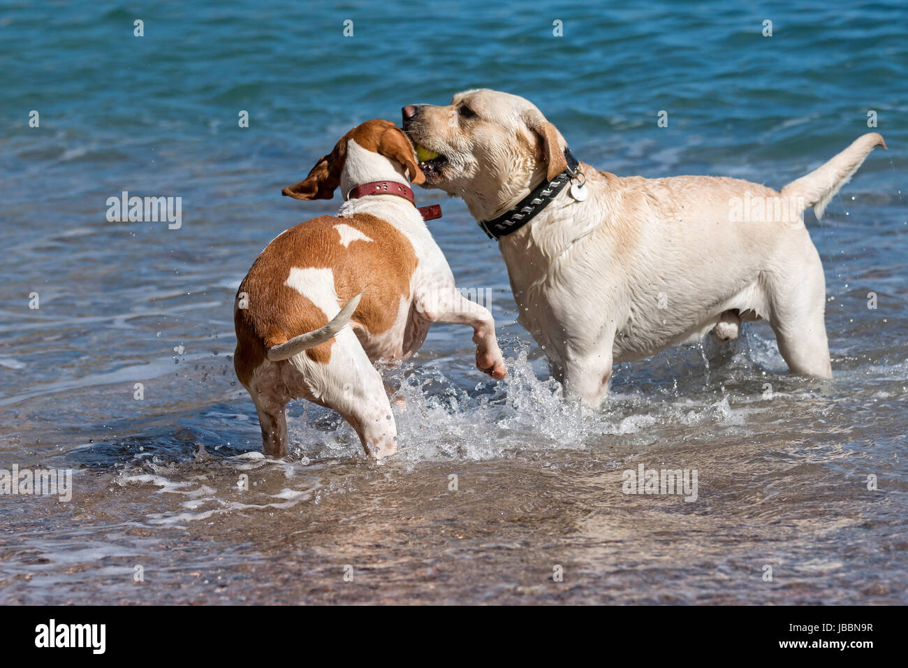 Dogs playing in the water Stock Photo - Alamy