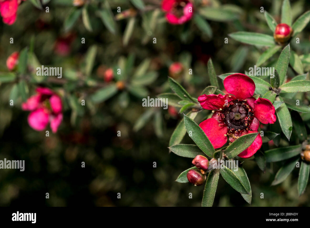 Red little flower with green stamen Stock Photo - Alamy